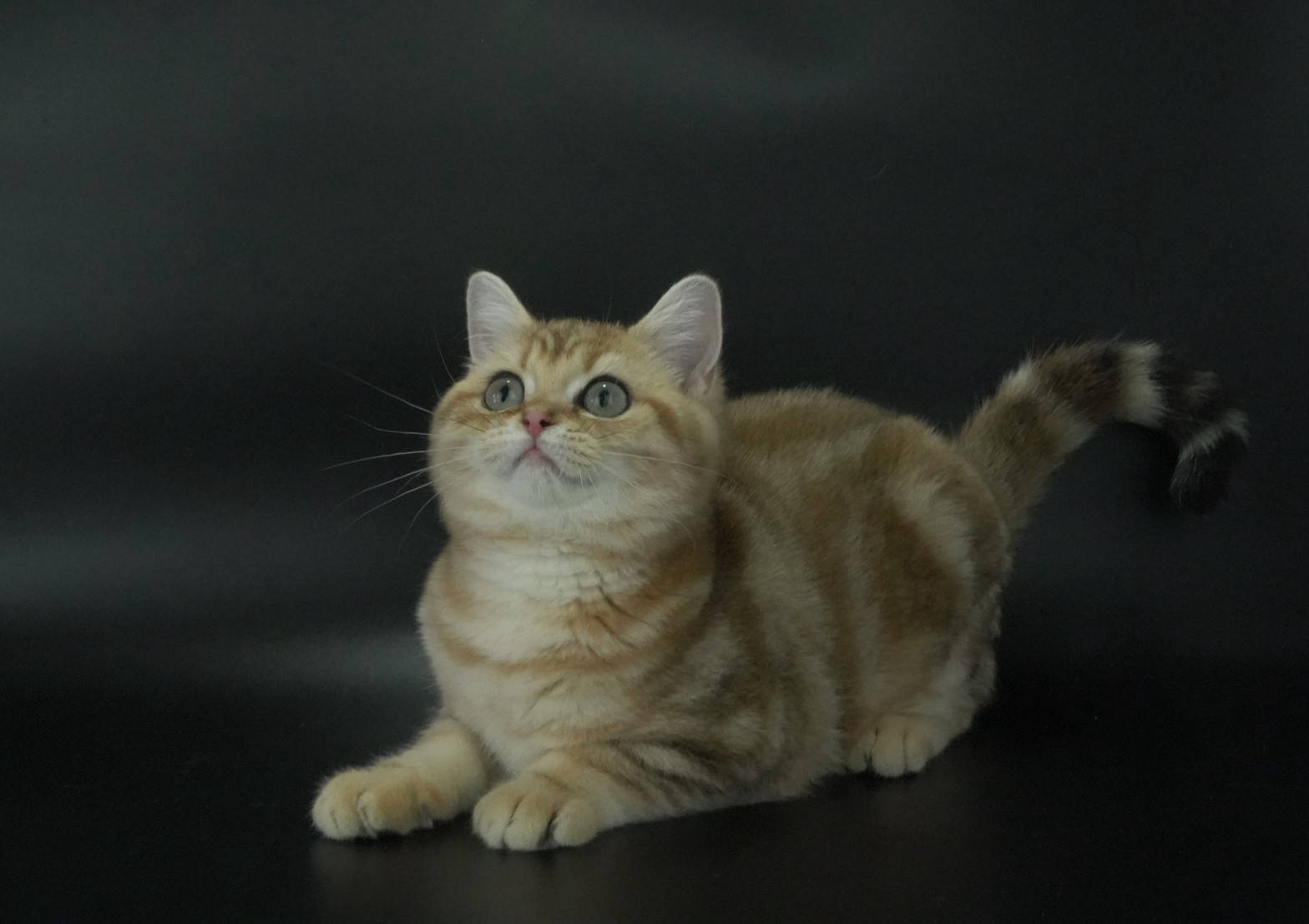 Available kittens for you